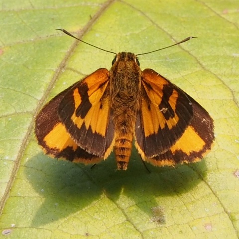 Skipper | Project Noah