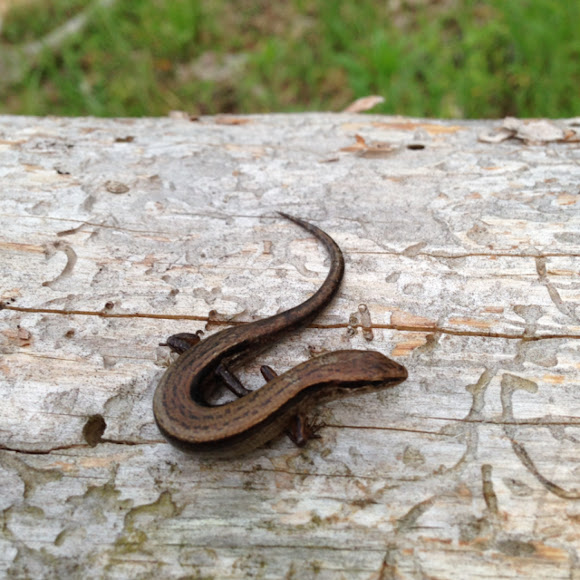 Ground Skink | Project Noah