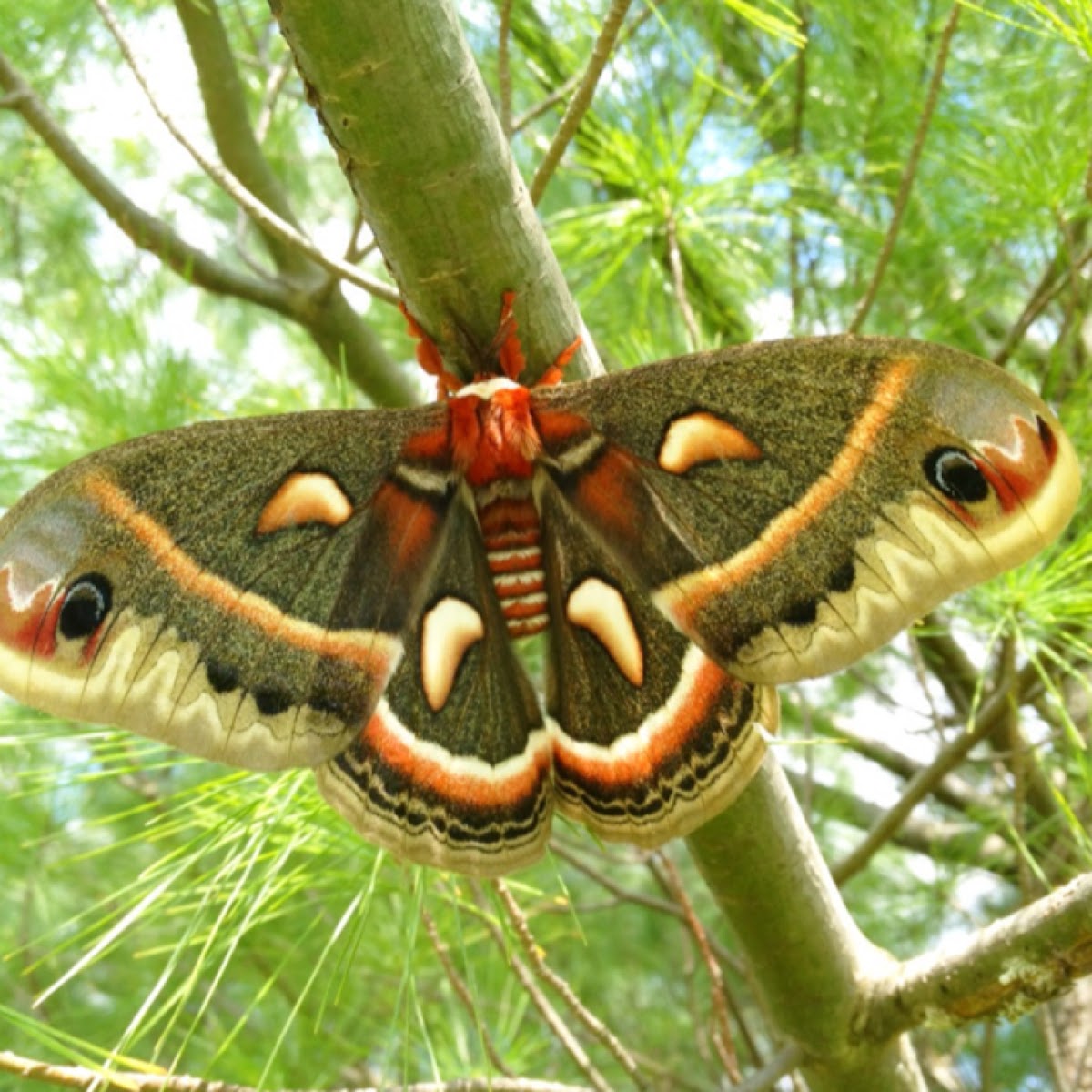Cecropia Moth | Project Noah