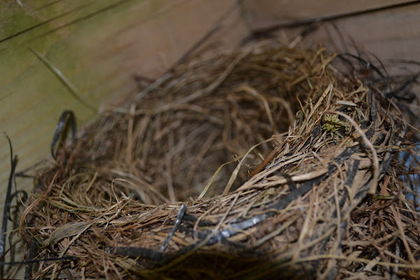 bird's nest | Project Noah