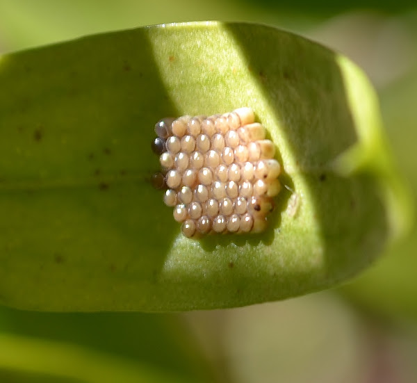 Shield Bug Eggs | Project Noah