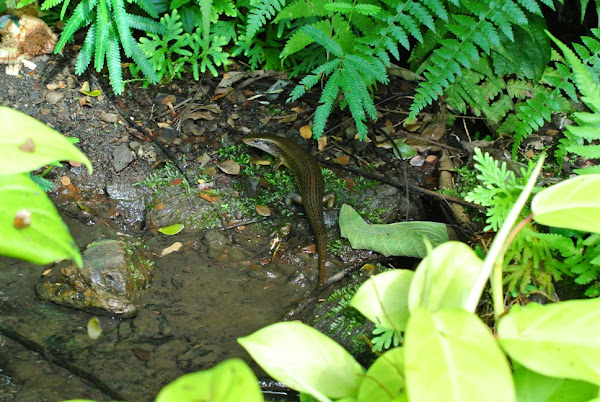 Sand Lizard/Bubuli (local name) | Project Noah