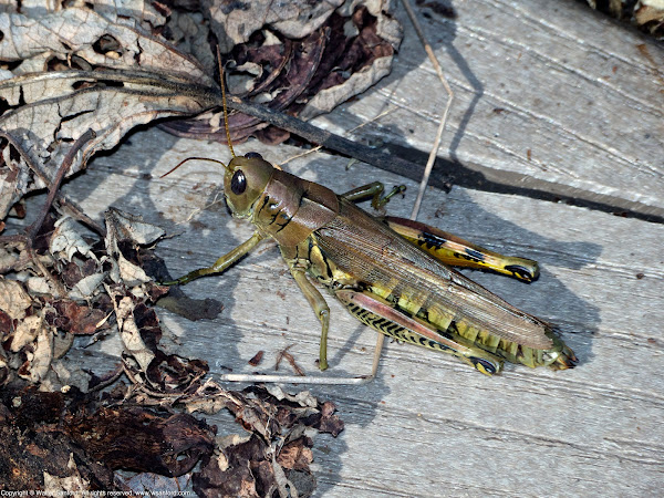 Differential grasshopper | Project Noah