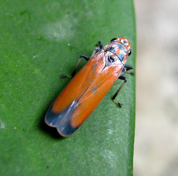 Orange planthopper | Project Noah