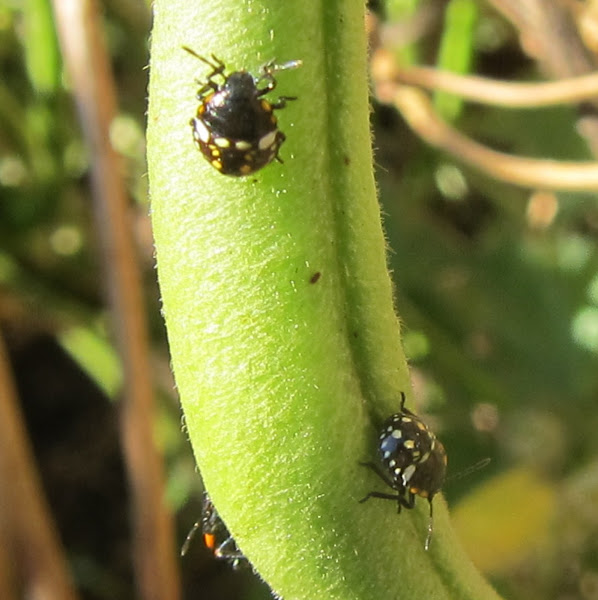 Southern Green Stink Bug Nymphs | Project Noah