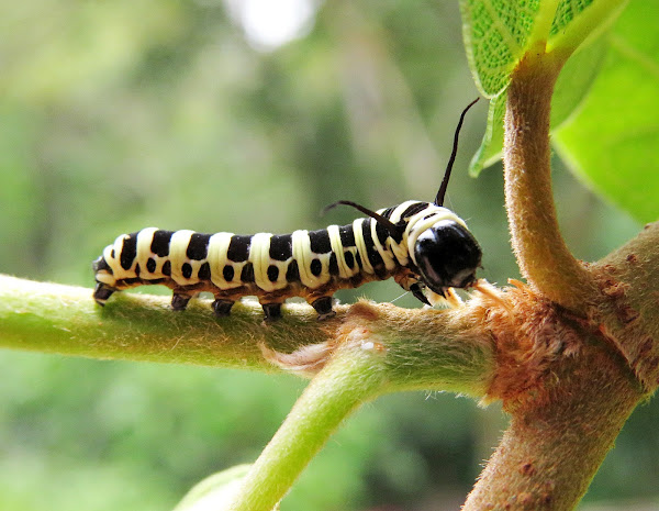 Clearwing Mimic-Queen | Project Noah