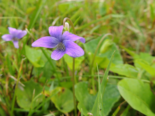 Northern Bog Violet | Project Noah
