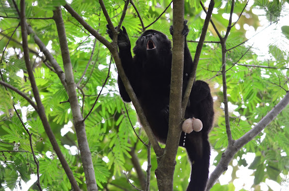 Mono aullador ( orinando). Howler monkey (urinating) | Project Noah