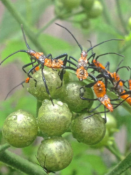Leaf-footed Bug nymphs | Project Noah