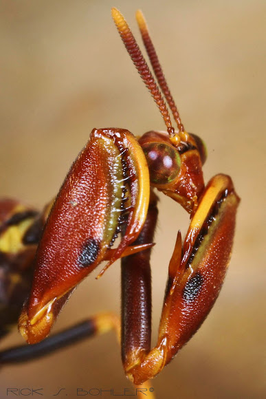 Wasp Mantidfly | Project Noah