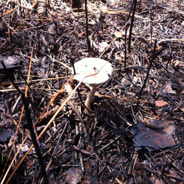 Destroying Angel | Project Noah