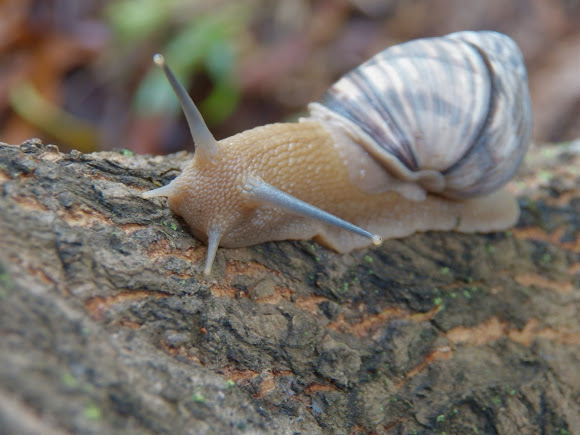Jamaican Tree Snail | Project Noah