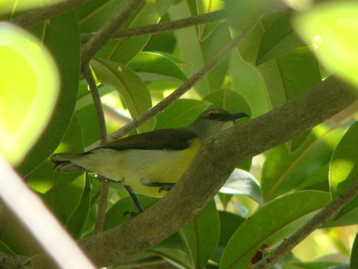 Purple Rumped Sunbird - Female | Project Noah