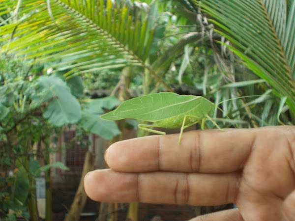 Leaf Insect | Project Noah