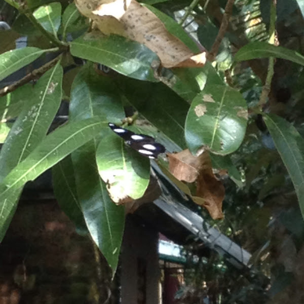 Danaid Butterfly Male | Project Noah