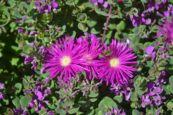 Trailing Iceplant | Project Noah