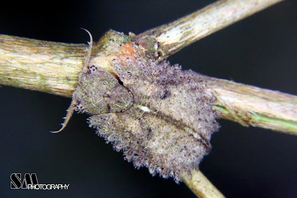 Owl fly larva | Project Noah