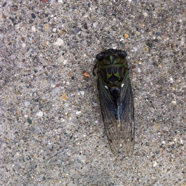 Cicada | Project Noah