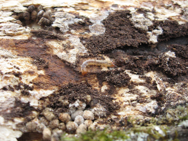 Fire-colored Beetle larva | Project Noah