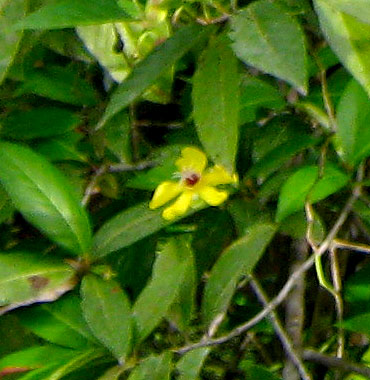 Simpur Air Besar | Project Noah