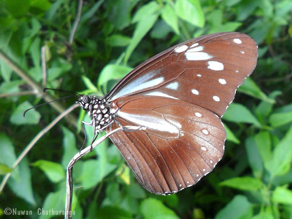 Ceylon Tiger | Project Noah