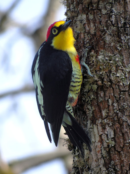 Yellow-fronted Woodpecker | Project Noah