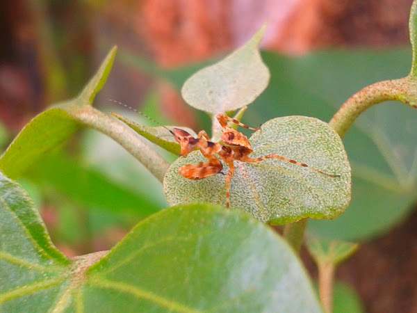 Indian Flower Mantis (nymph) | Project Noah