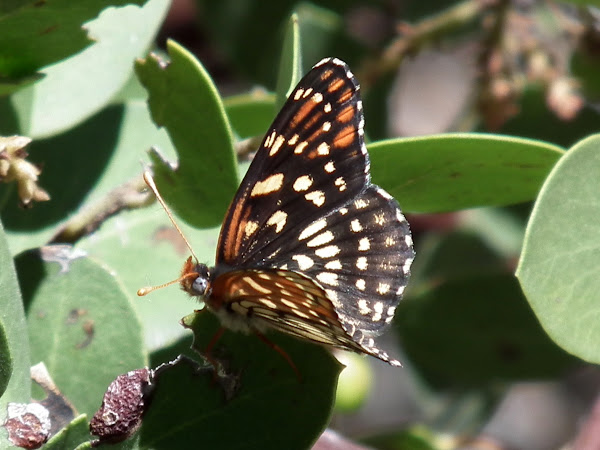 Chalcedon Checkerspot | Project Noah