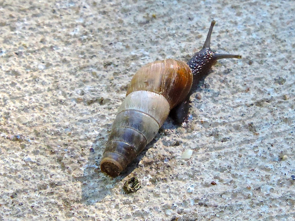Decollate Snail | Project Noah