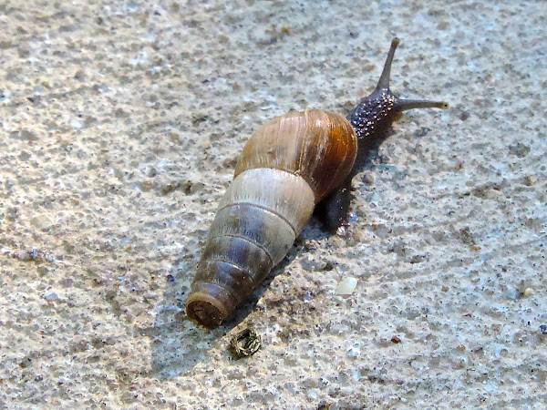 Decollate Snail | Project Noah