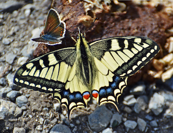 Old World Swallowtail/Common Yellow Swallowtail | Project Noah