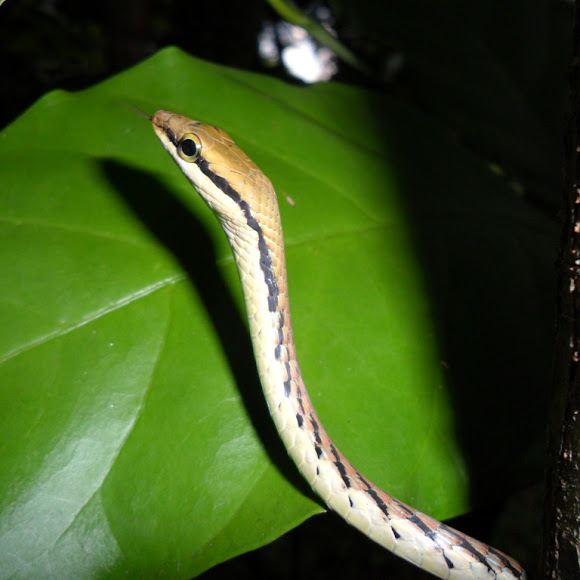 Striped bronzeback | Project Noah