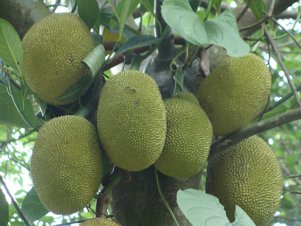 Jackfruit | Project Noah