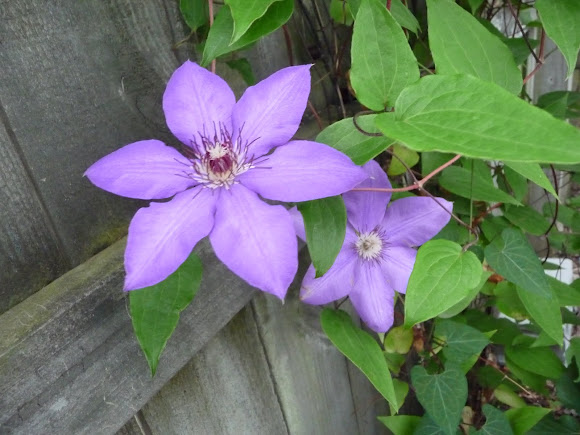 clematis hybrid 'Violet Charm' | Project Noah