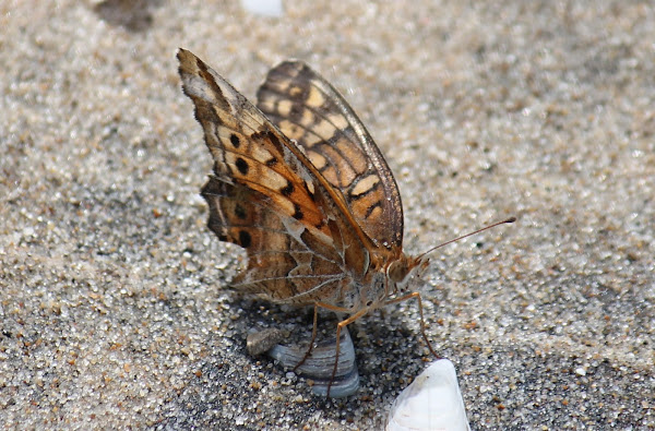 great spangled fritillary | Project Noah