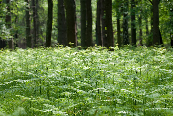 Common bracken | Project Noah