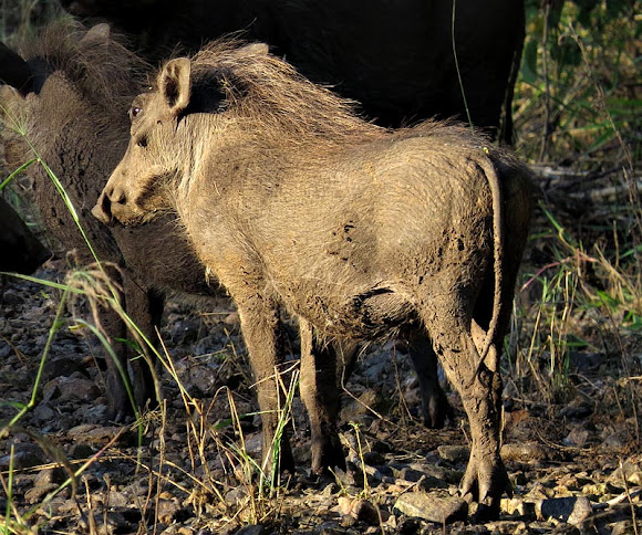 Warthog | Project Noah