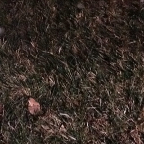 Grass | Project Noah