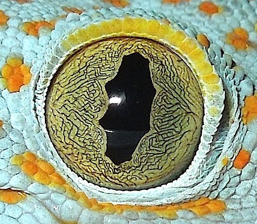 Tokay Gecko | Project Noah