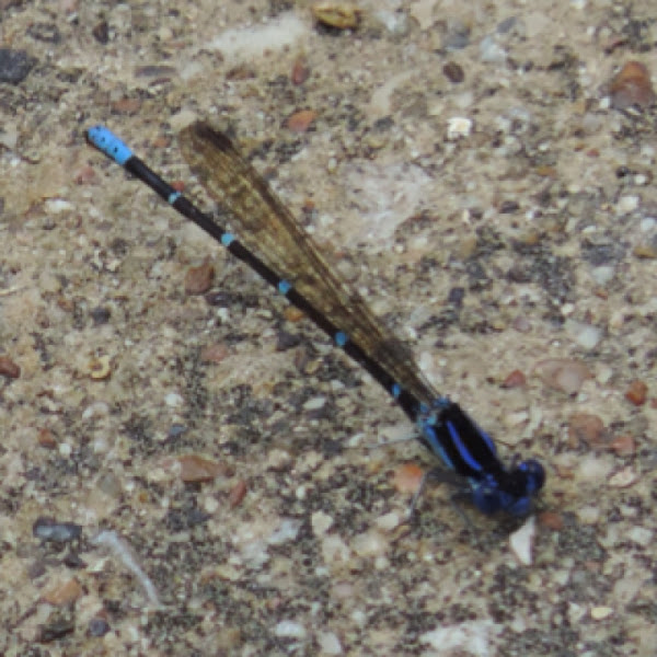 Blue-ringed Dancer | Project Noah