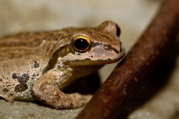 Pacific Tree Frog | Project Noah