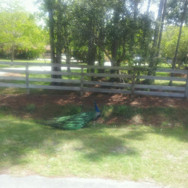 Indian Peafowl | Project Noah