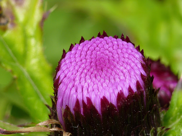 Japanese thistle | Project Noah