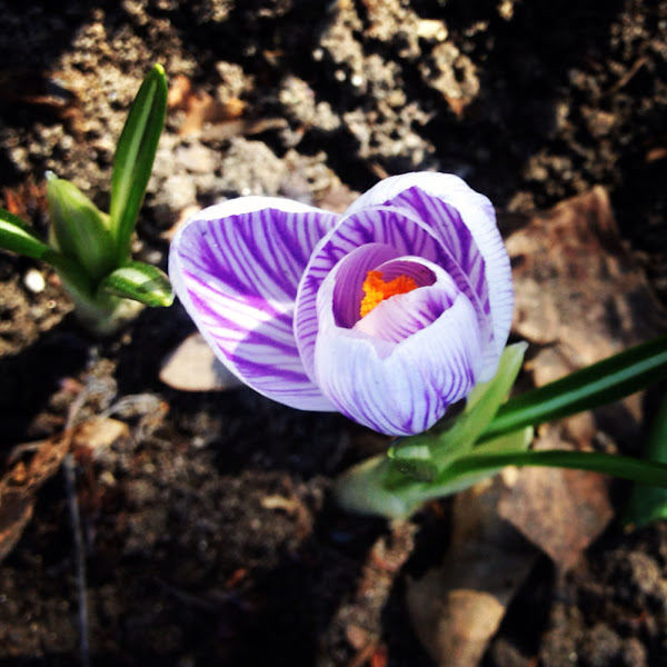 Crocus | Project Noah