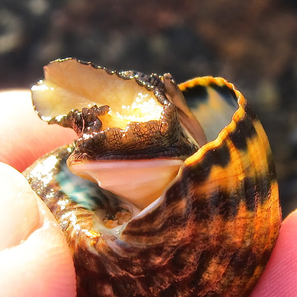 Common Warrener | Project Noah