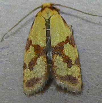 Sparganothis Fruitworm Moth | Project Noah