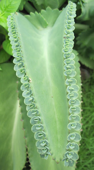 Devil's Backbone | Project Noah