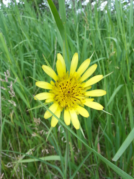 Yellow Goatsbeard | Project Noah
