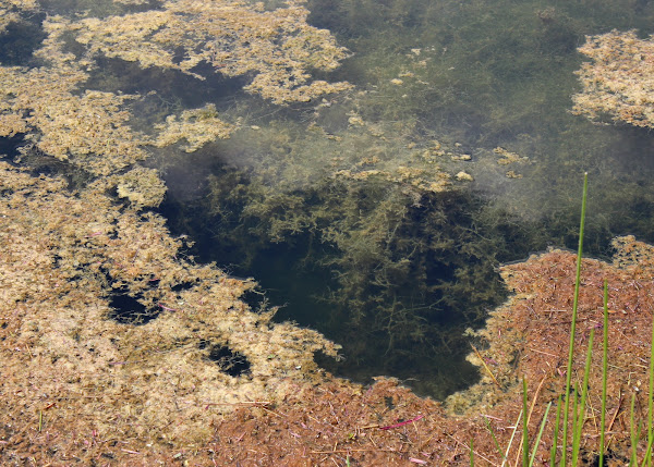 Pond algae | Project Noah