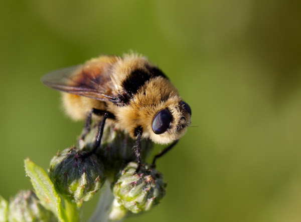 Moose Botfly | Project Noah